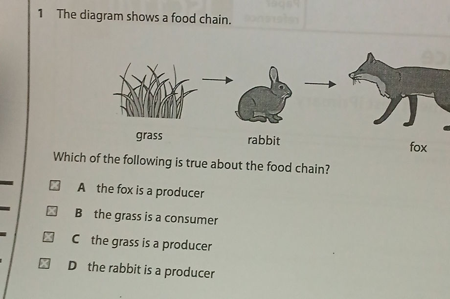 The diagram shows a food chain. grass | StudyX