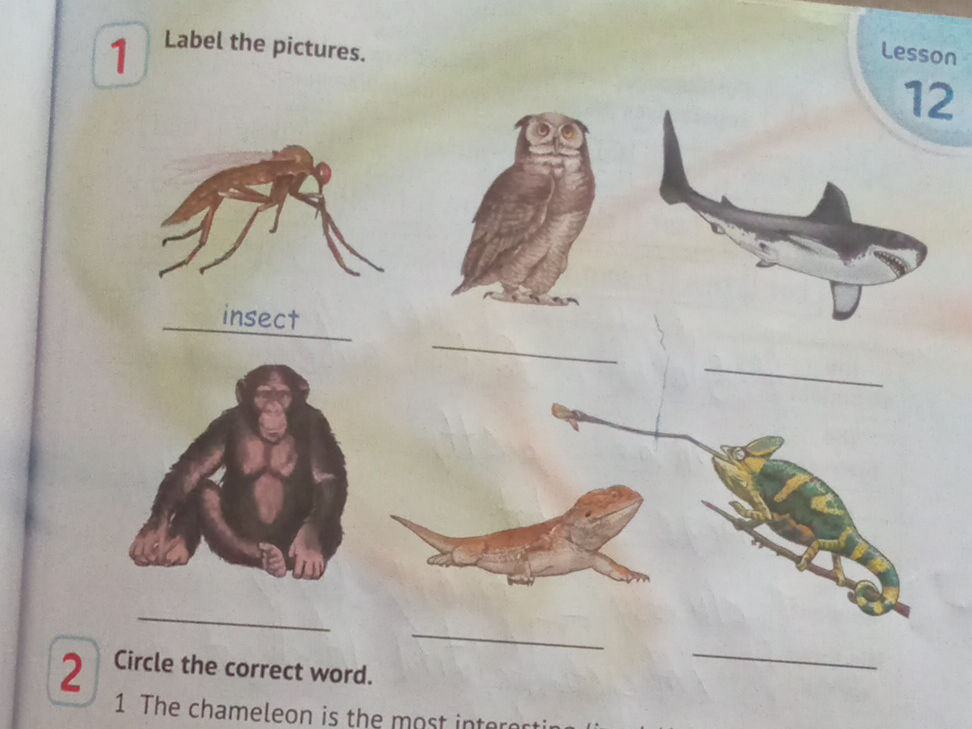 Label the pictures of animals | StudyX