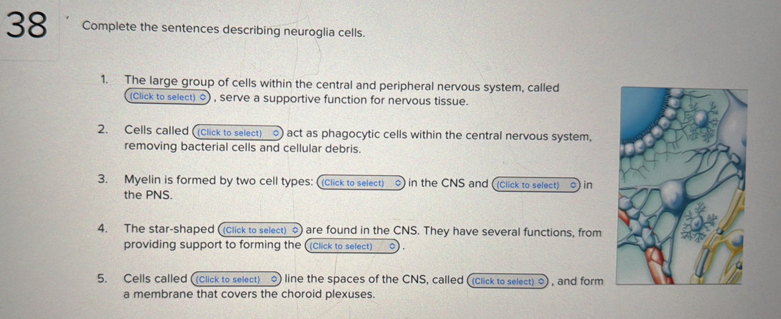 Complete the sentences describing neuroglia | StudyX