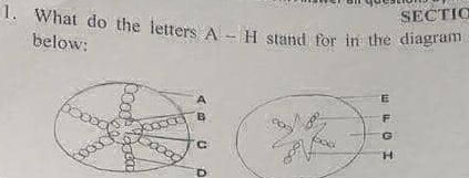 1. What do the letters A - H stand for in | StudyX