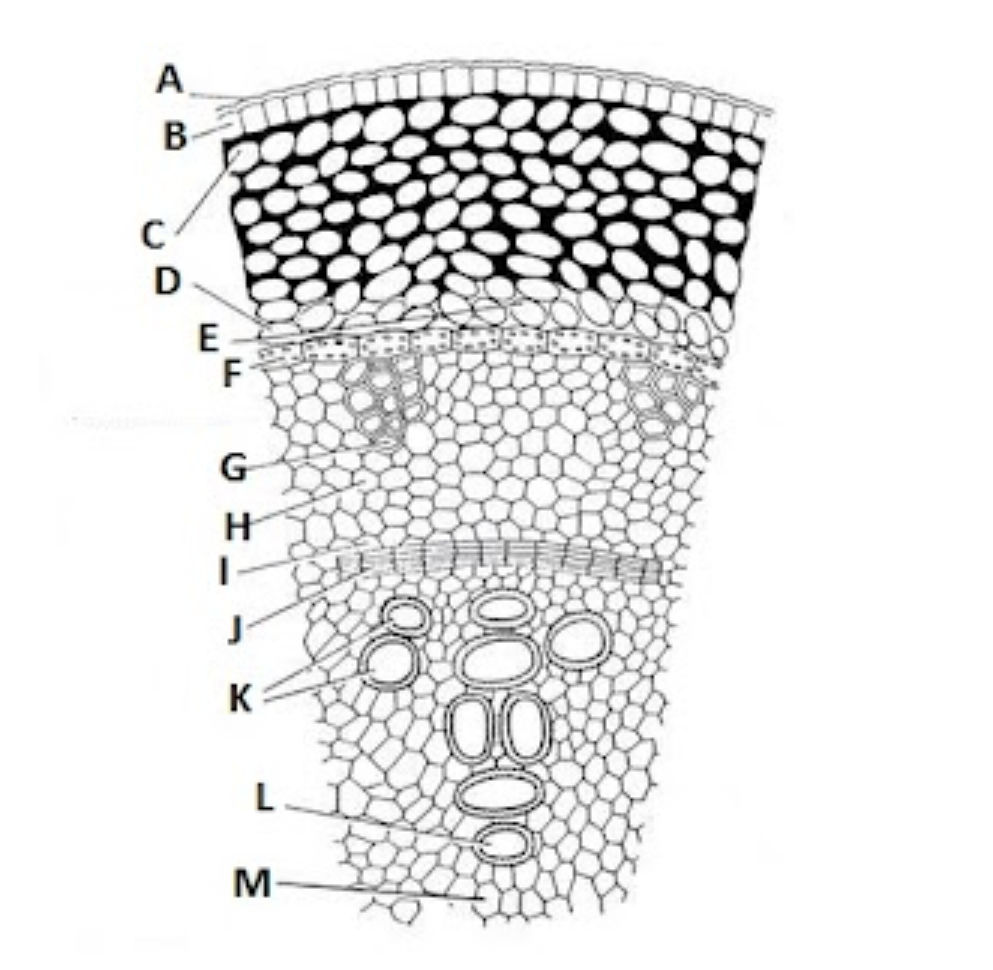 The image shows a cross-section of a plant | StudyX