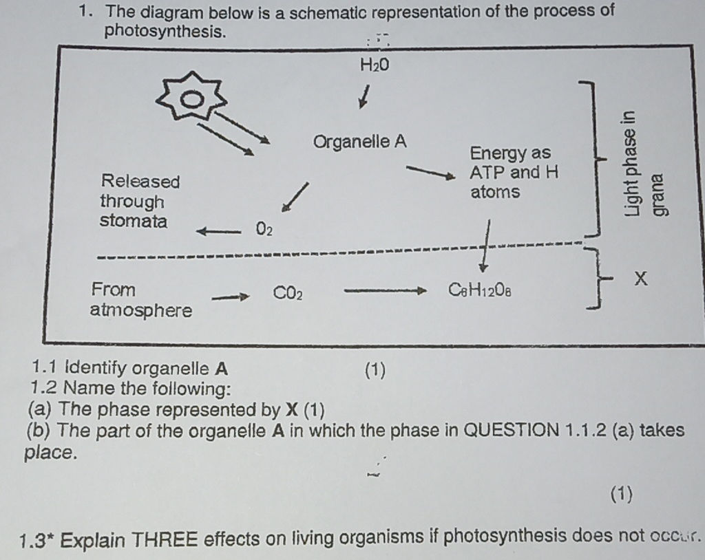 1. The diagram below is a schematic | StudyX