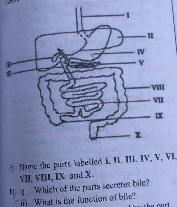 a) Name the parts labelled I, II, III, IV, | StudyX