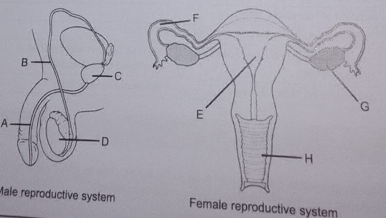 The image shows diagrams of the male and | StudyX