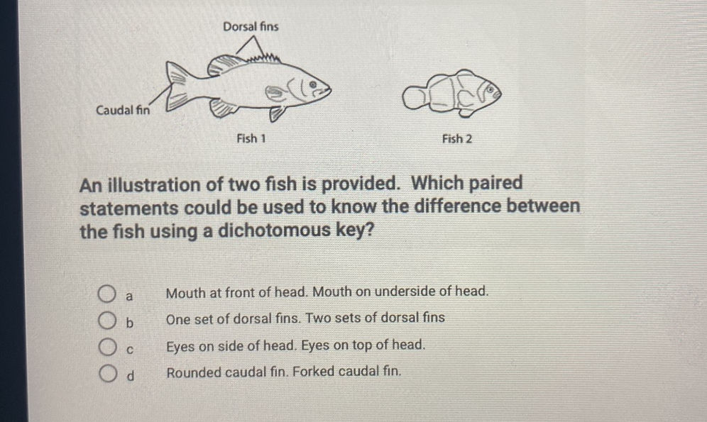 An illustration of two fish is provided. | StudyX