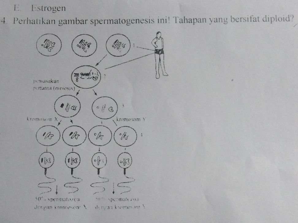 4. Perhatikan gambar spermatogenesis ini! | StudyX