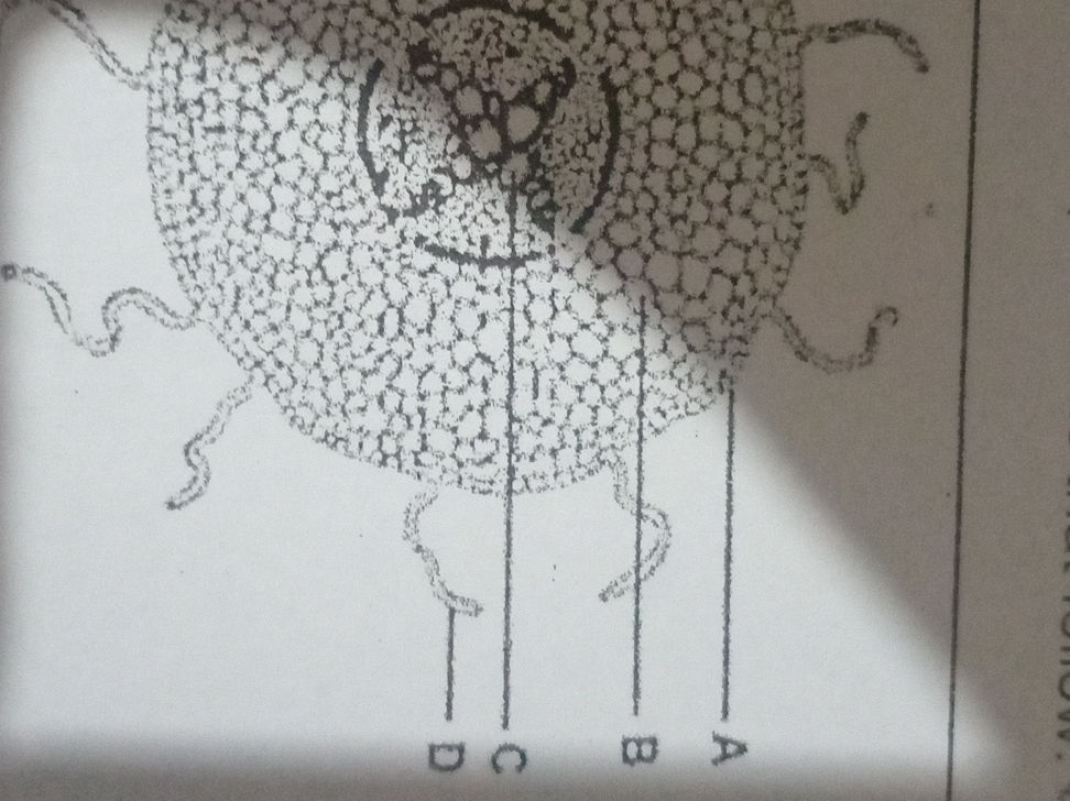 The image shows a diagram of a cell with | StudyX