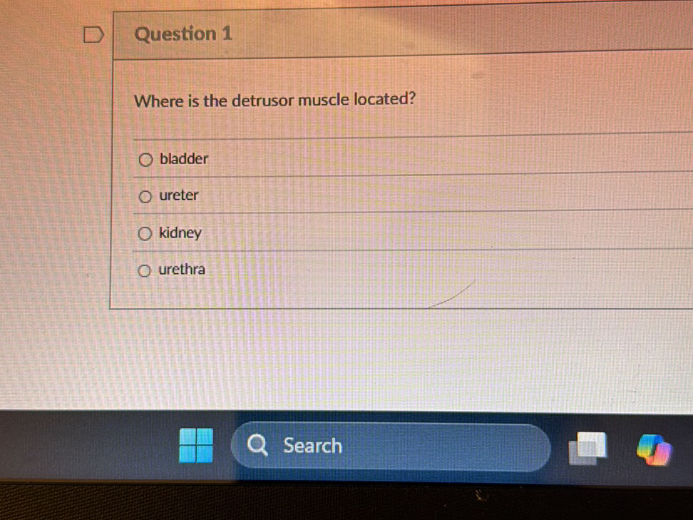 Question 1 Where is the detrusor muscle | StudyX