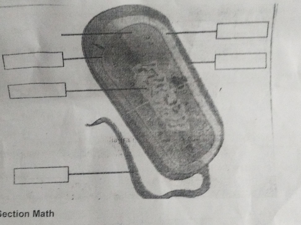 Label the parts of the bacteria in the | StudyX