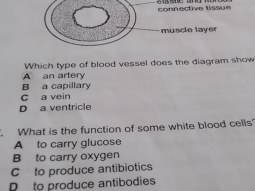 Which type of blood vessel does the diagram | StudyX