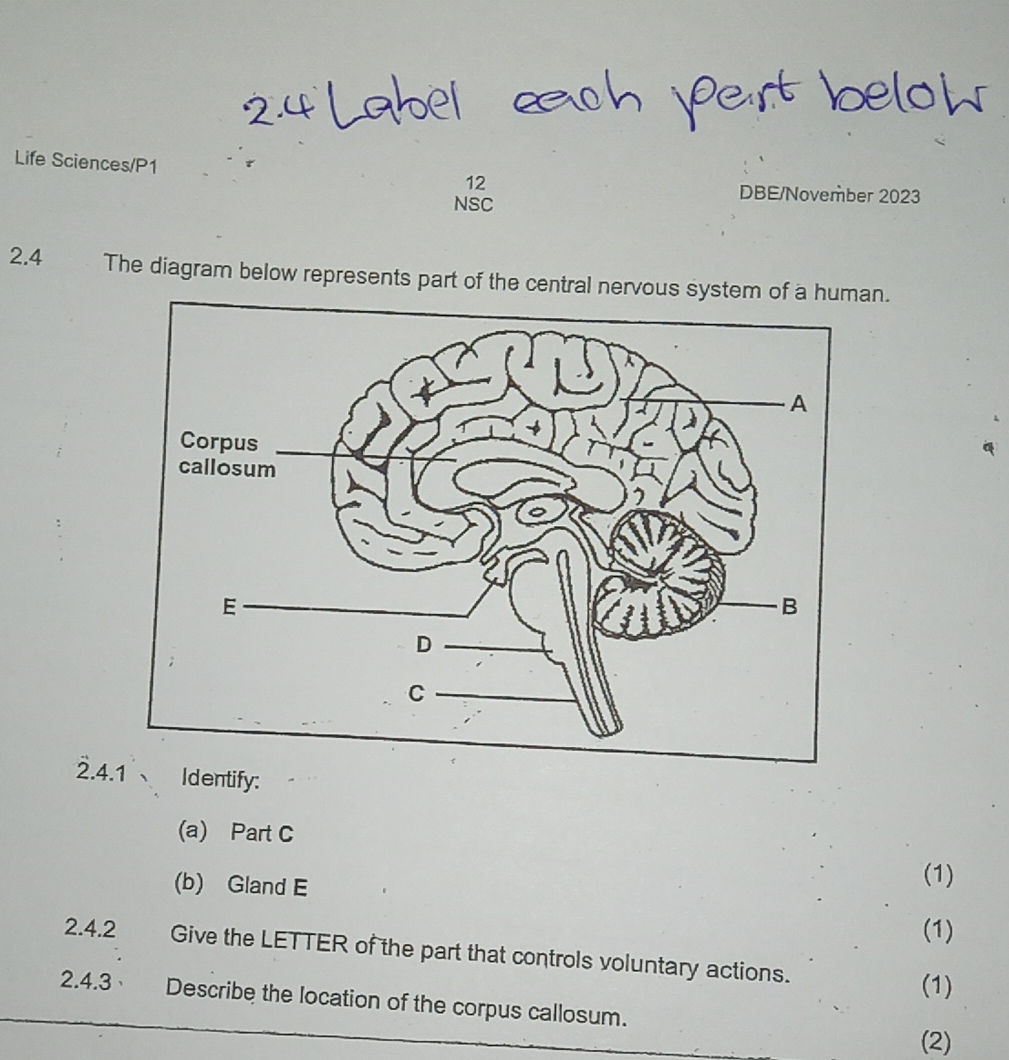 2.4 Label each part below 2.4 The diagram | StudyX
