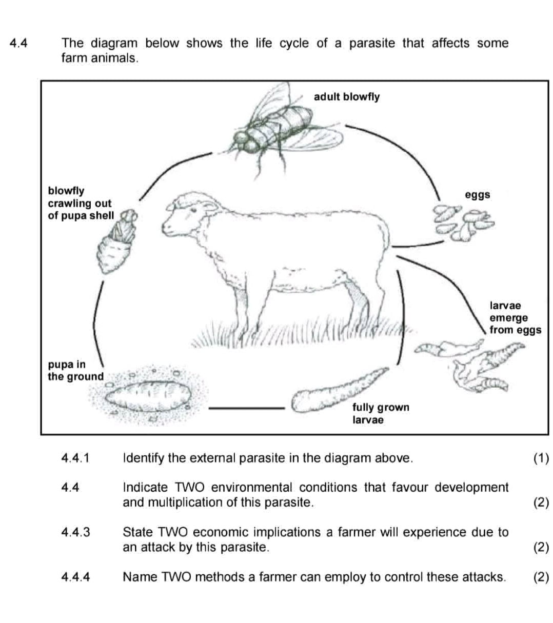 4.4 The diagram below shows the life cycle | StudyX