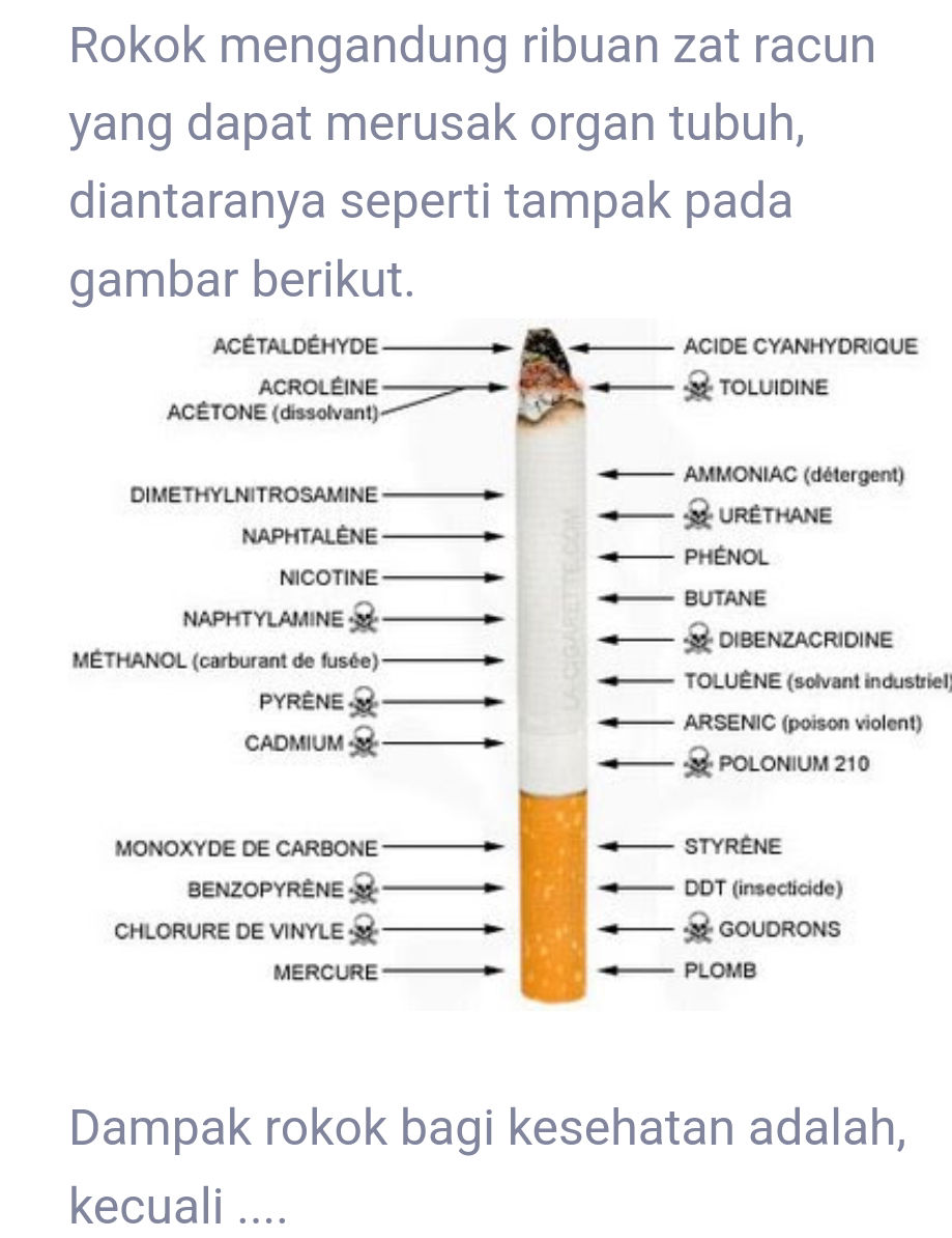 Rokok mengandung ribuan zat racun yang dapat | StudyX
