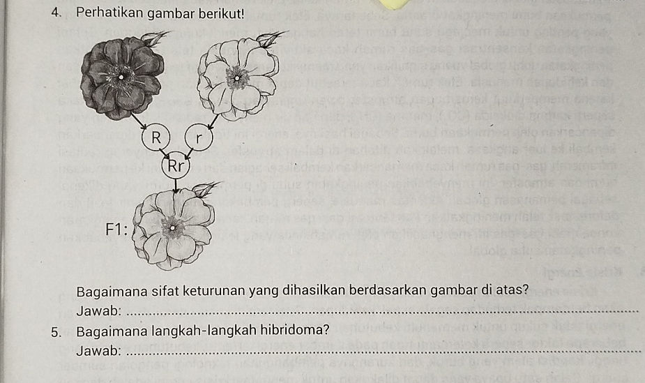 4. Perhatikan gambar berikut! F1: | StudyX