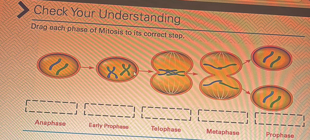 Drag each phase of Mitosis to its correct