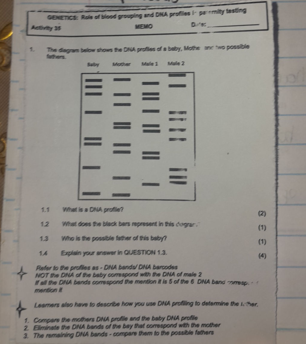 1. The diagram below shows the DNA profiles | StudyX