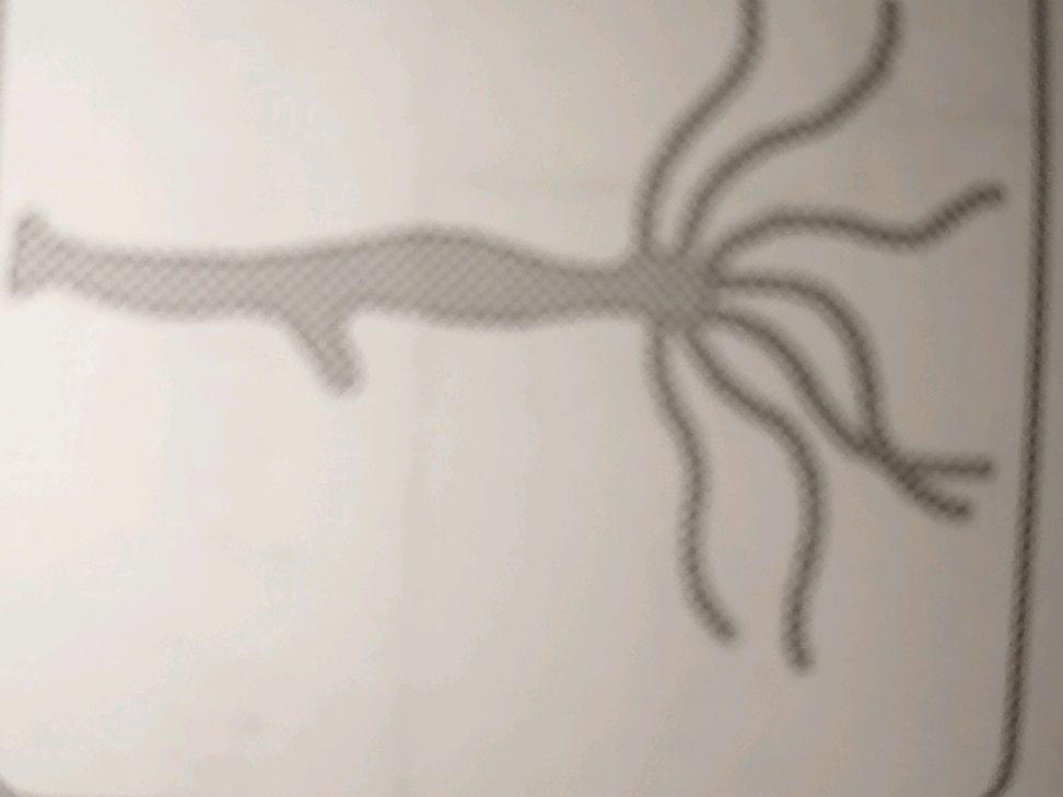 The image shows a diagram of a biological | StudyX