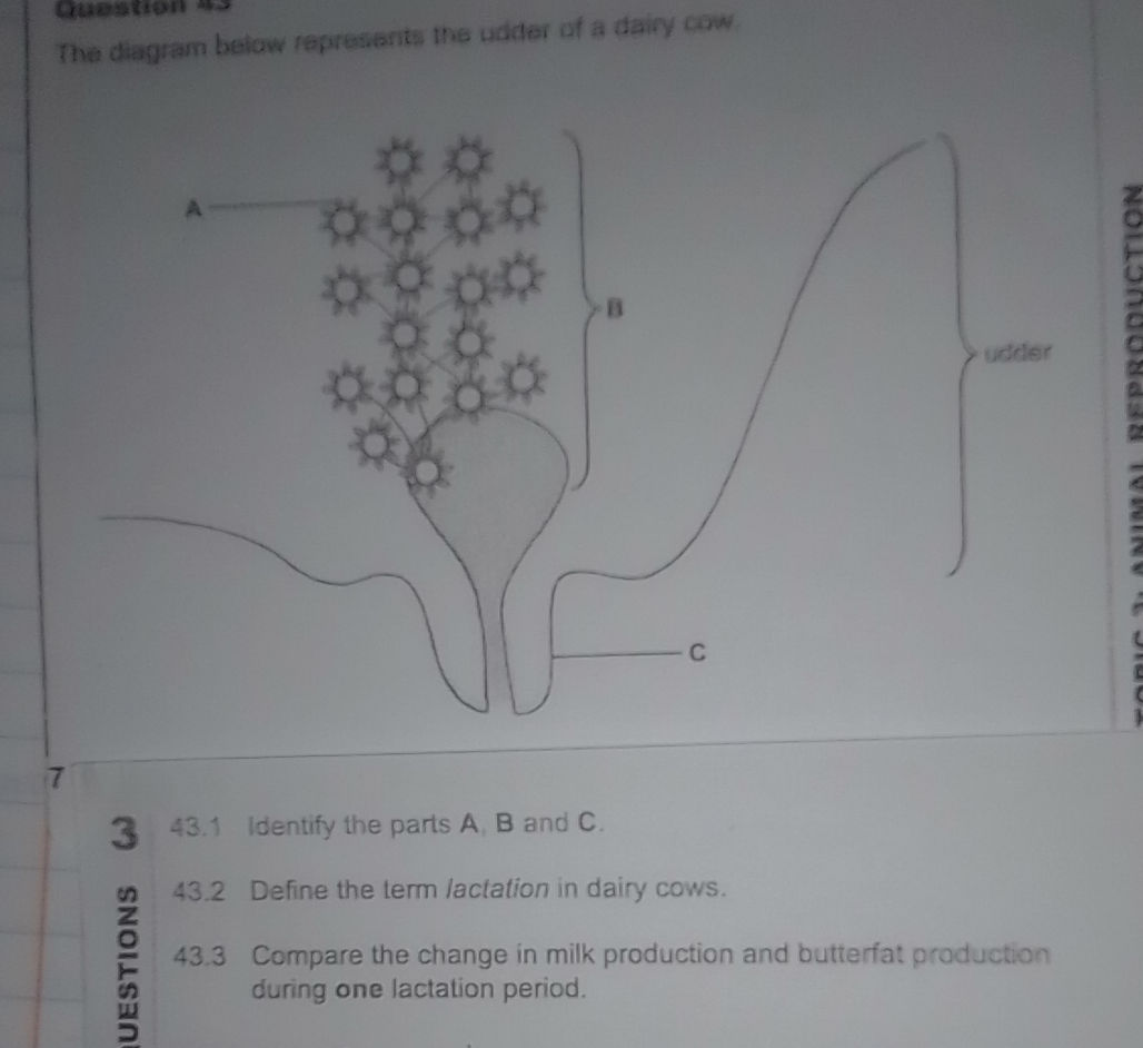 43. The diagram below represents the udder | StudyX