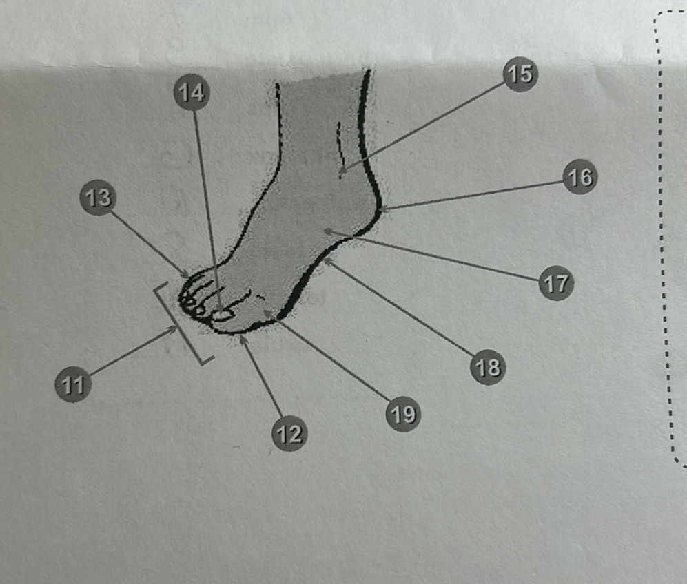 The image shows a diagram of a foot with | StudyX