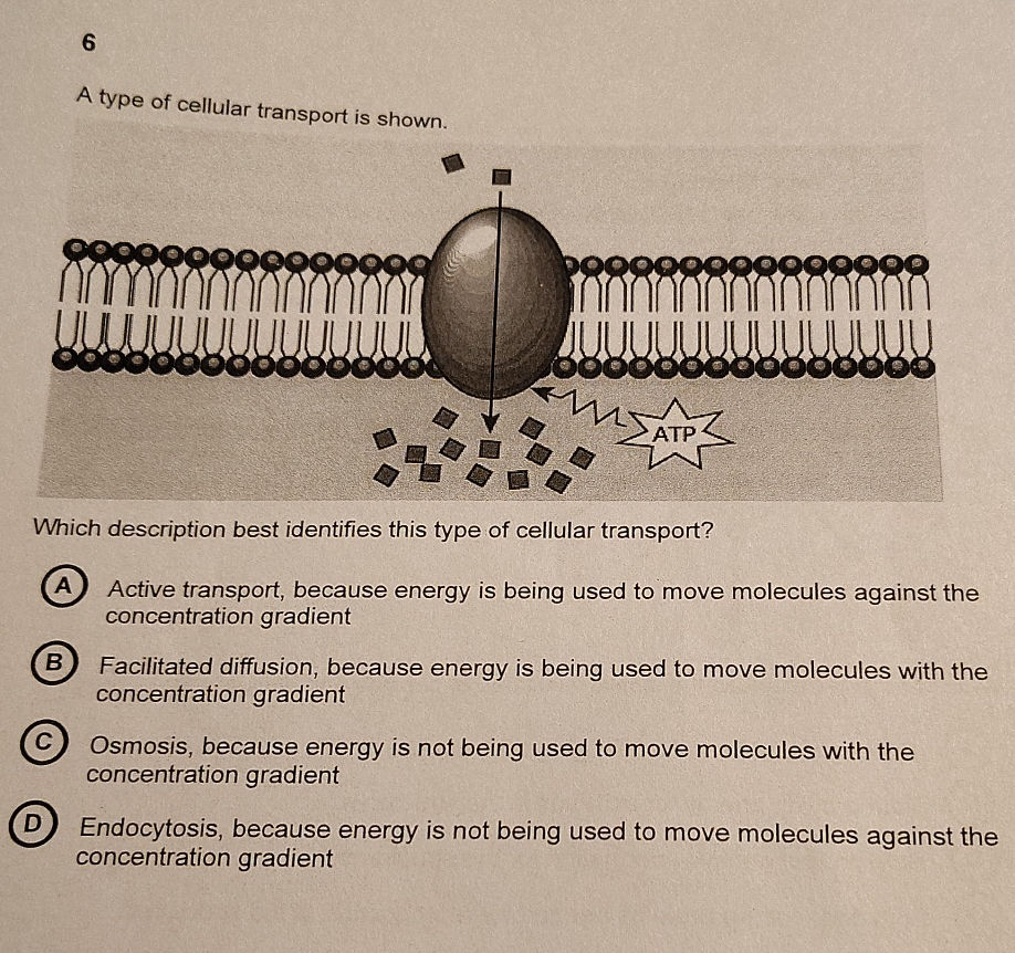 A type of cellular transport is shown. | StudyX