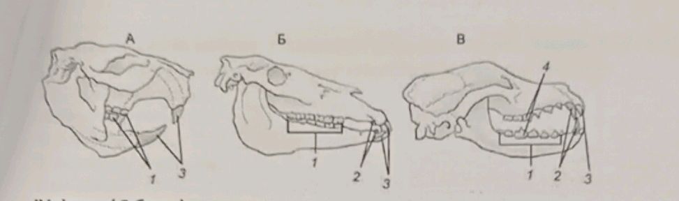 The image shows three different skulls | StudyX