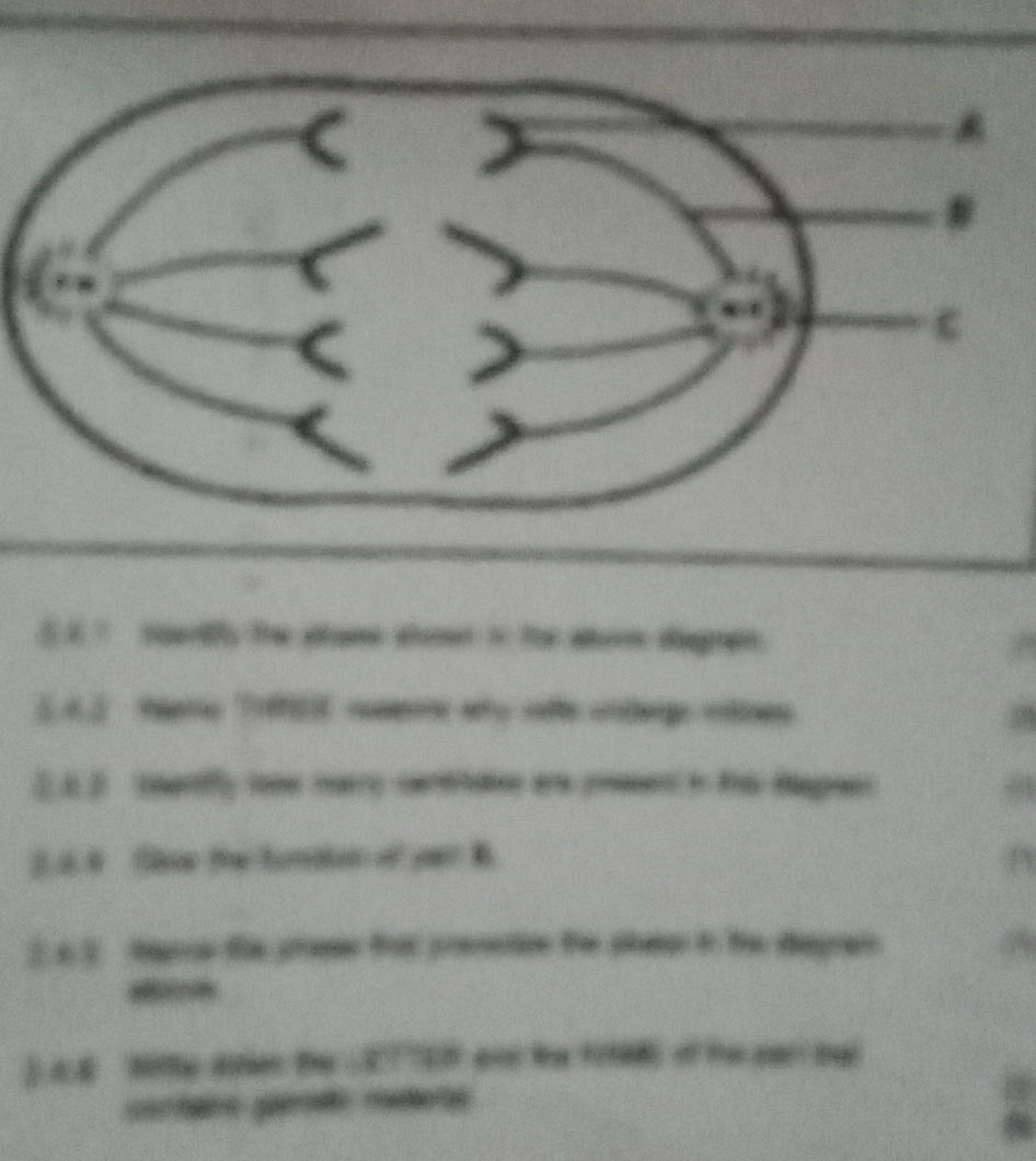 2.4.1 Identify the phase shown in the above | StudyX