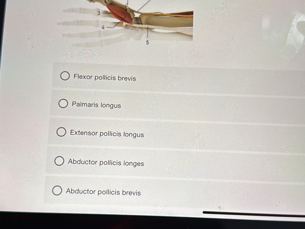 Flexor pollicis brevis Palmaris longus | StudyX