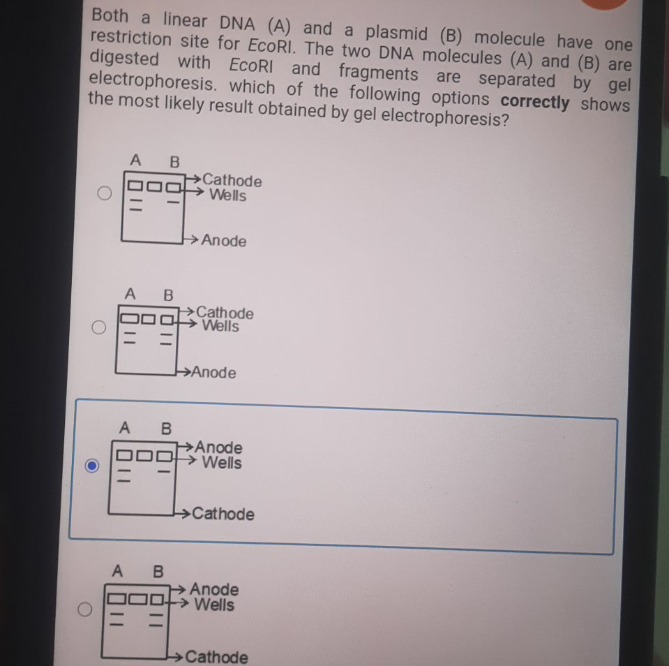 Both a linear DNA (A) and a plasmid (B) | StudyX