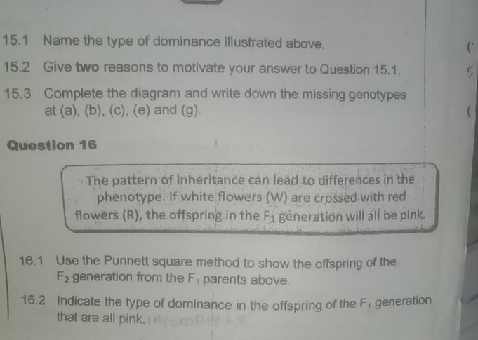 15.1 Name the type of dominance illustrated | StudyX