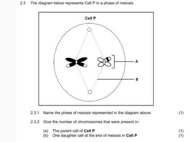 2.3 The diagram below represents Cell P in a | StudyX