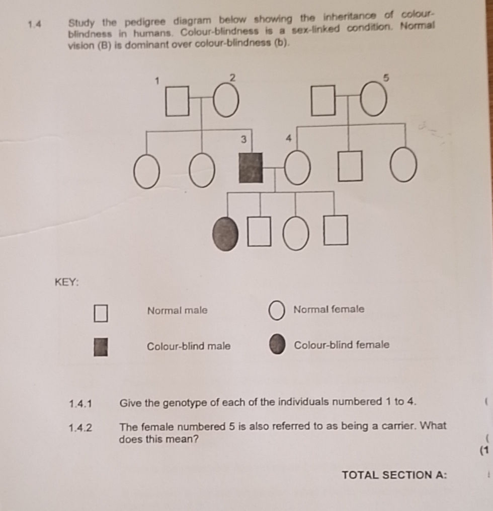 1. 4 Study the pedigree diagram below | StudyX