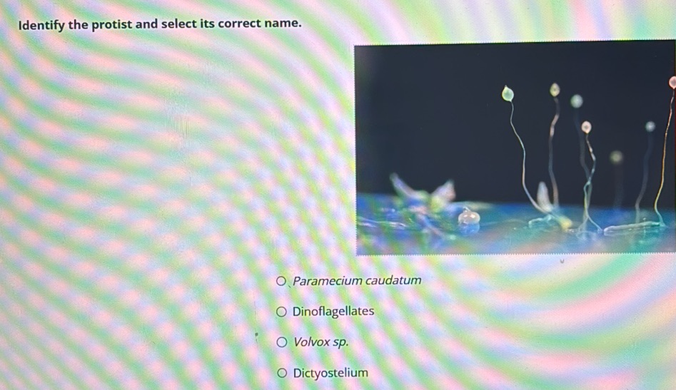 Identify the protist and select its correct | StudyX