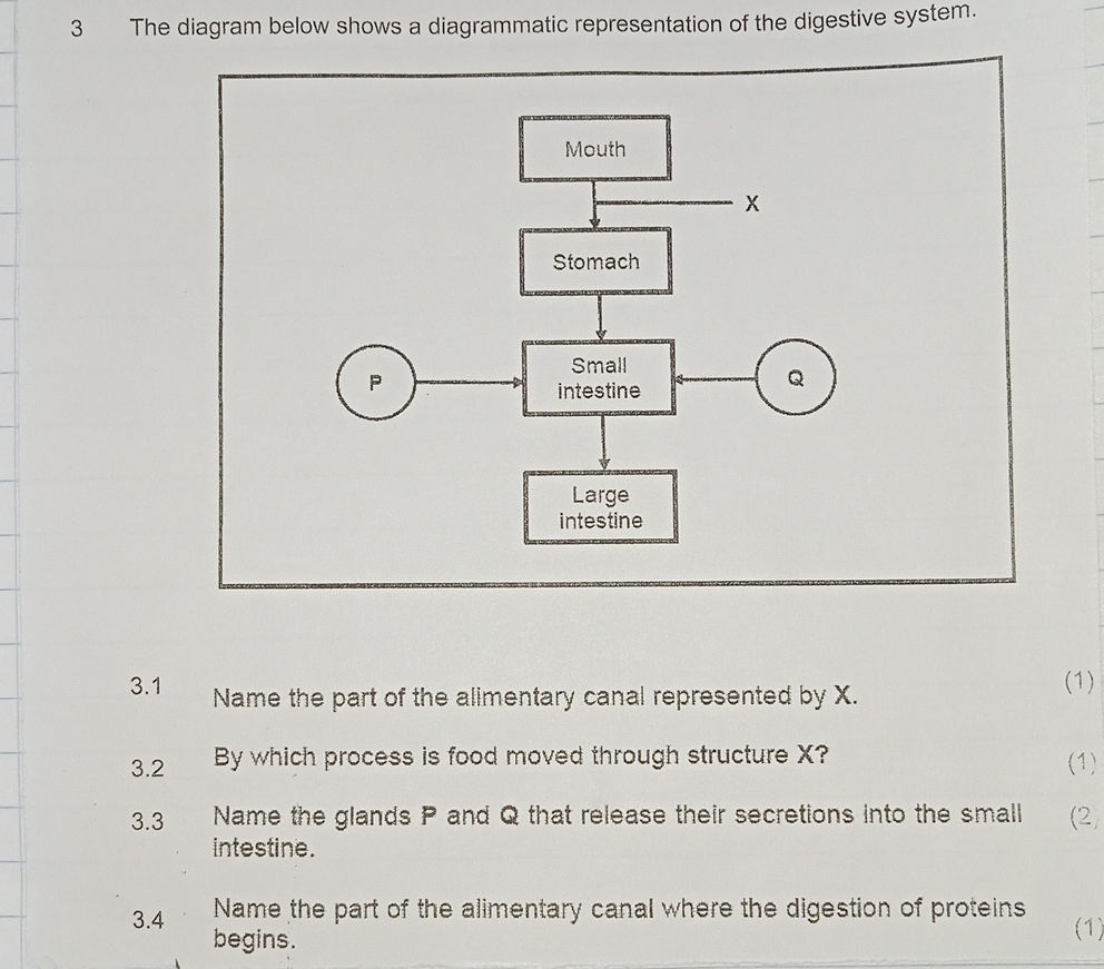 The diagram below shows a diagrammatic | StudyX