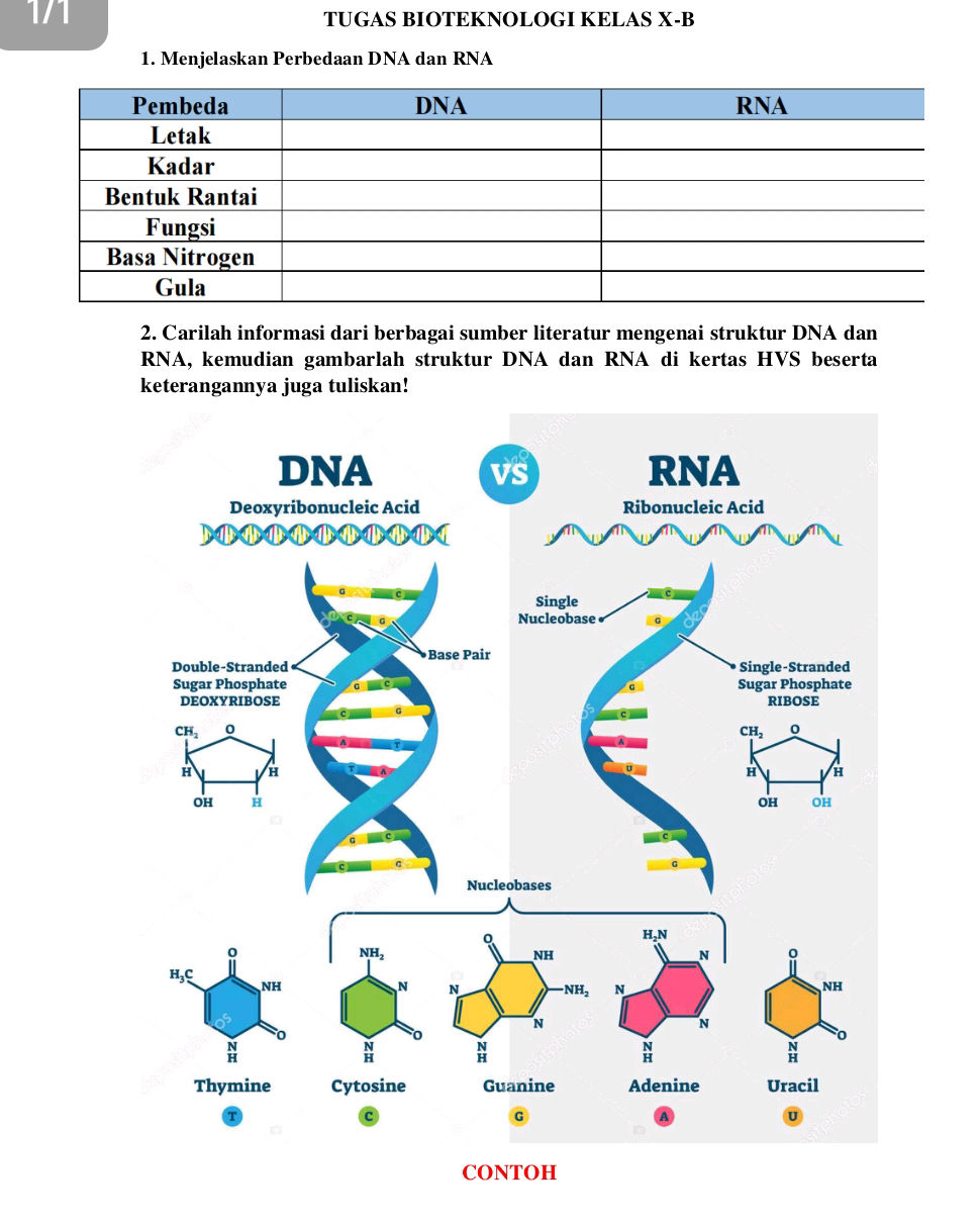 1. Menjelaskan Perbedaan DNA dan RNA | | StudyX