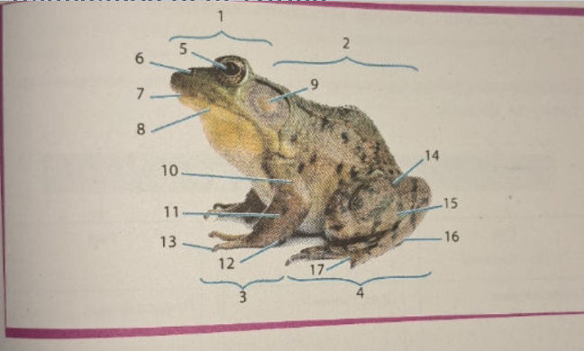 The image shows a diagram of a frog with | StudyX