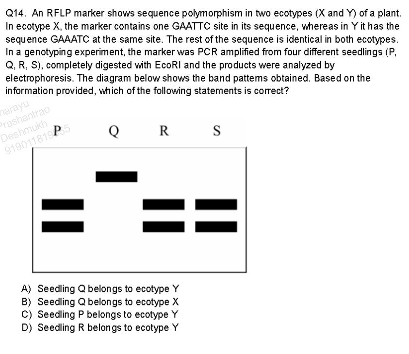 Q14. An RFLP marker shows sequence | StudyX
