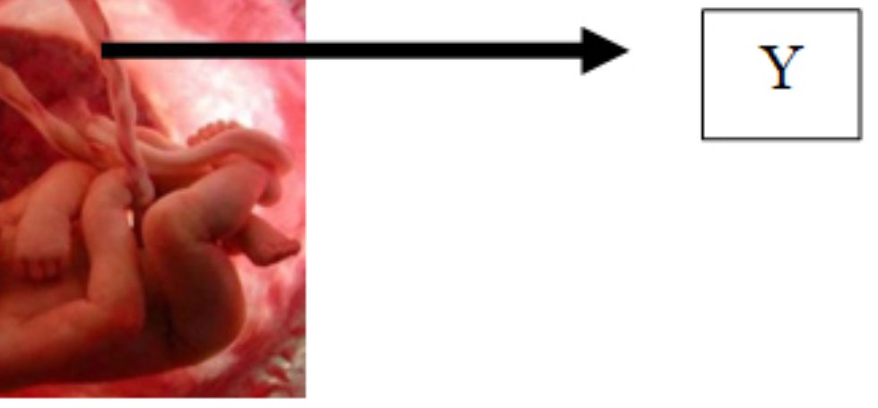 The image shows a fetus and an arrow | StudyX