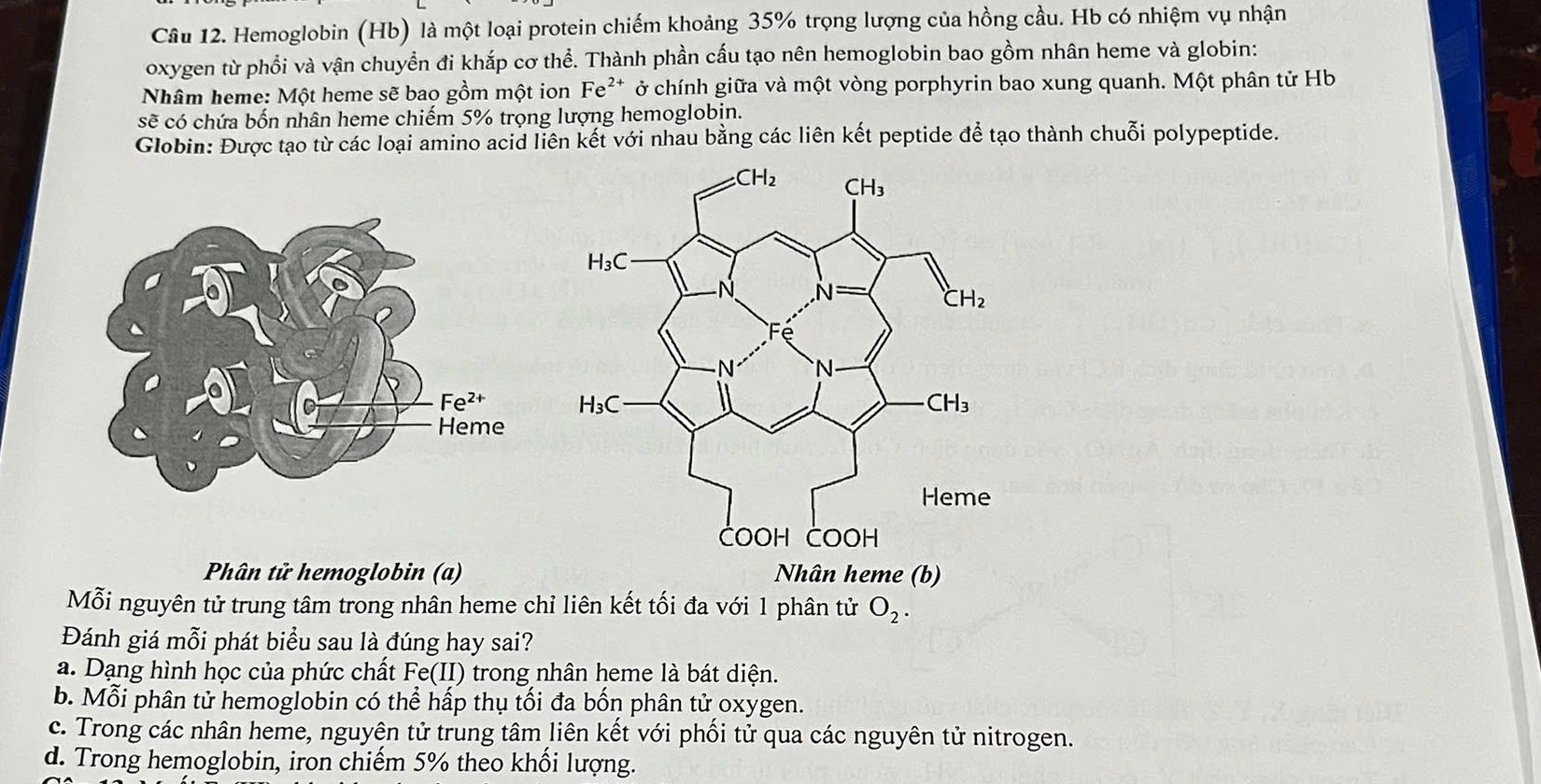 Câu 12. Hemoglobin (Hb) là một loại protein | StudyX