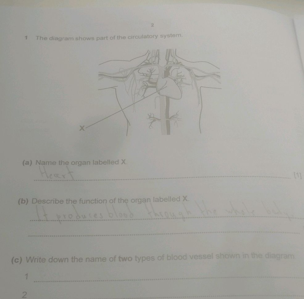 1 The diagram shows part of the circulatory | StudyX