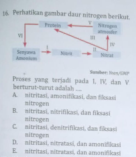 16. Perhatikan gambar daur nitrogen berikut. | StudyX