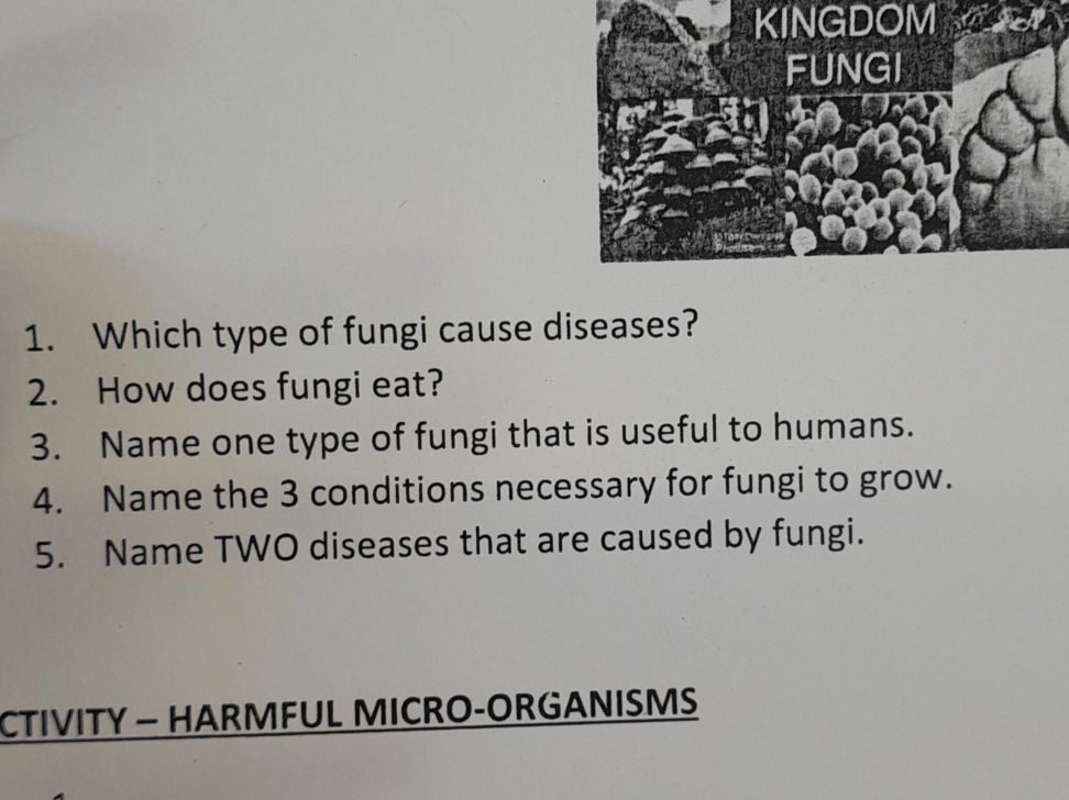 1. Which type of fungi cause diseases? 2. | StudyX