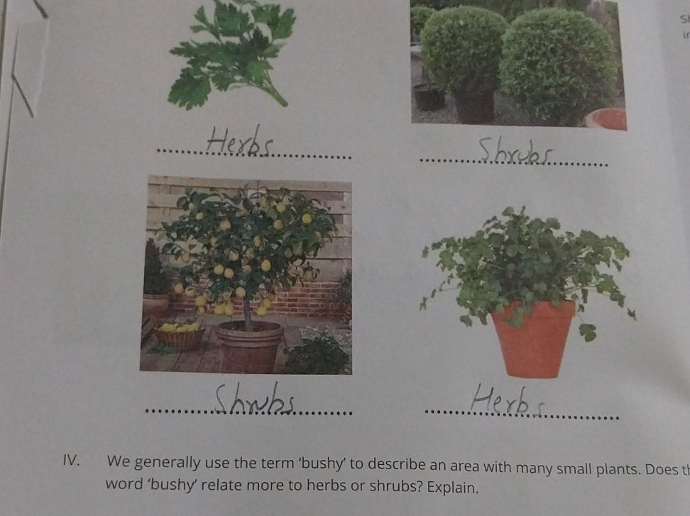 IV. We generally use the term 'bushy' to | StudyX
