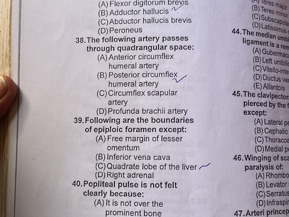 38. The following artery passes through | StudyX