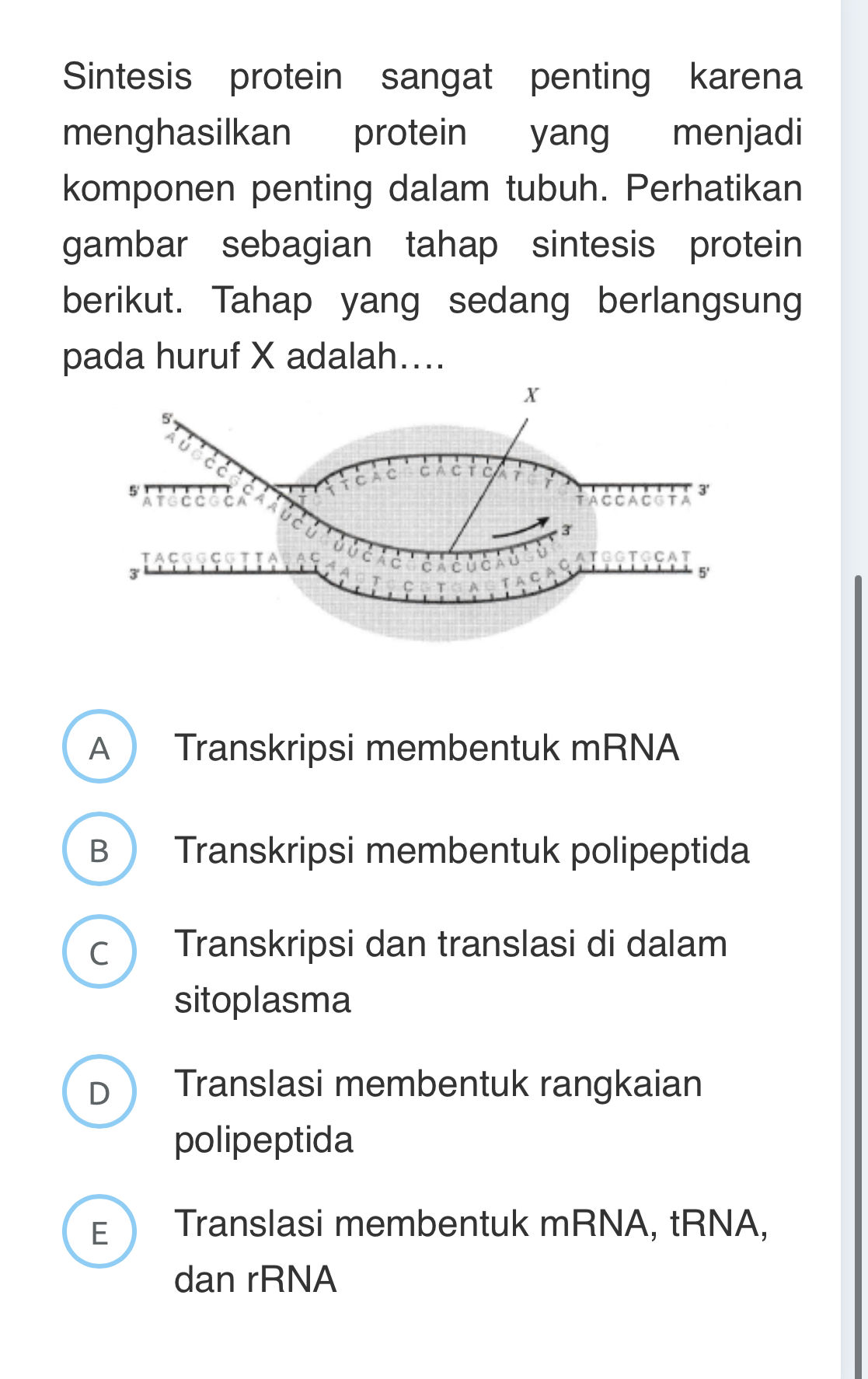 Sintesis protein sangat penting karena | StudyX
