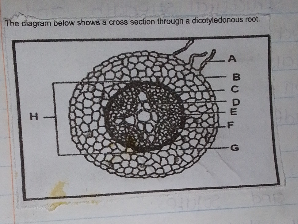 The diagram below shows a cross section | StudyX