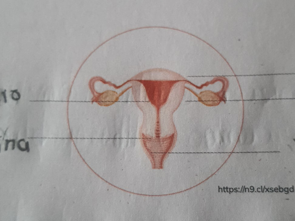 The image shows a diagram of the female | StudyX