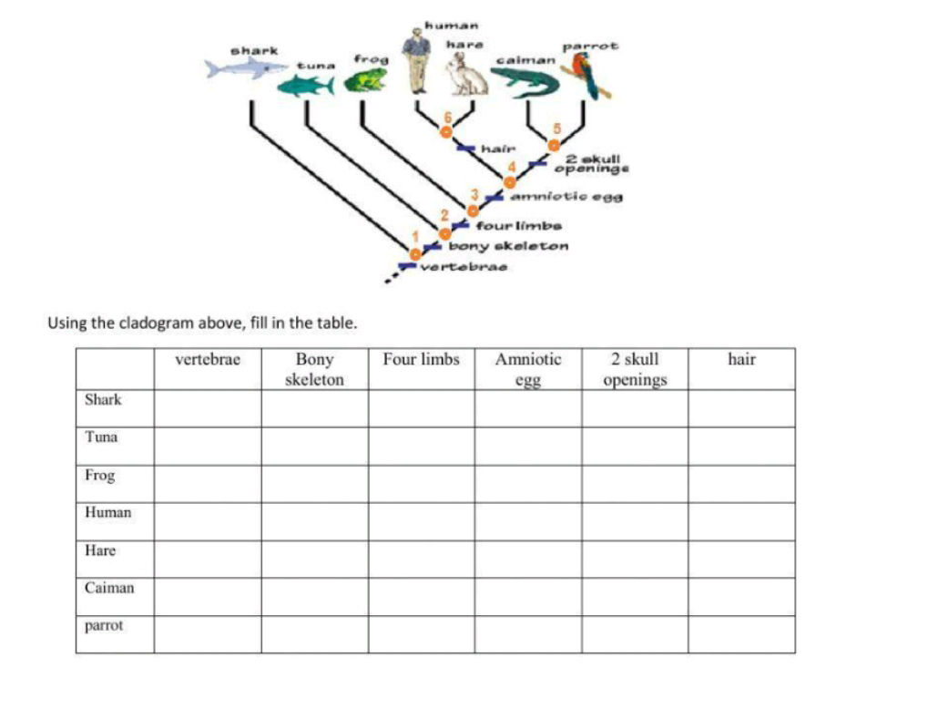 Using the cladogram above, fill in the | StudyX