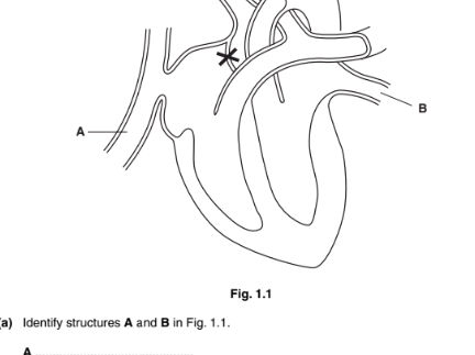 (a) Identify structures A and B in Fig. 1.1. | StudyX