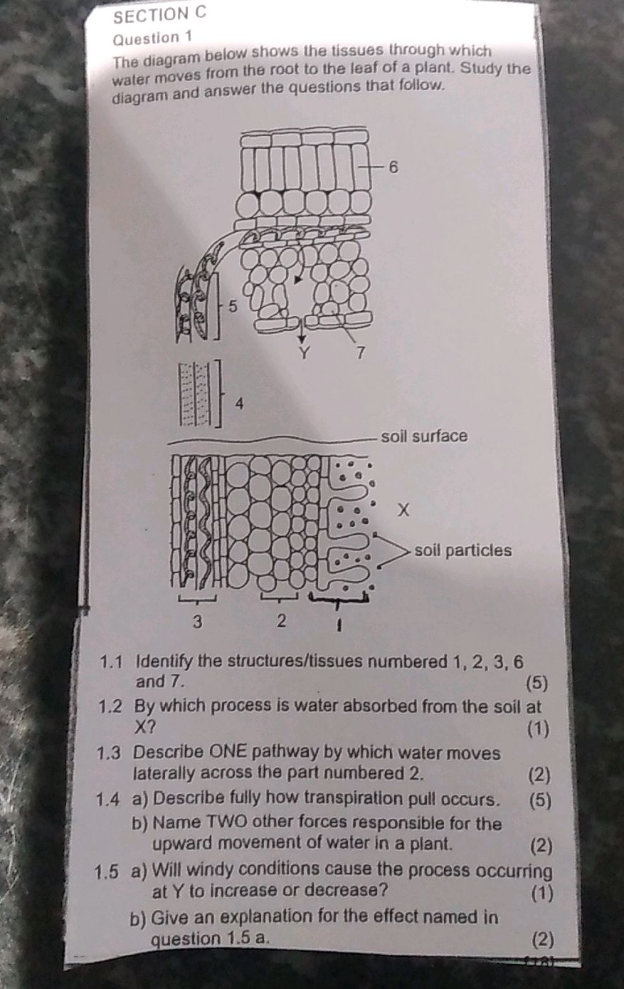 SECTION C Question 1 The diagram below shows | StudyX