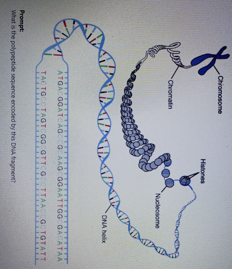 Prompt: What is the polypeptide sequence | StudyX